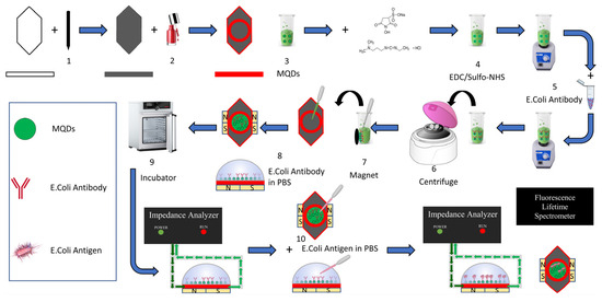 Electrochemical and Optical Multi-Detection of Escherichia coli Through ...