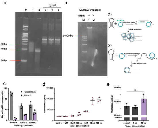 Entropy-Driven Molecular Beacon Assisted Special RCA Assay with ...