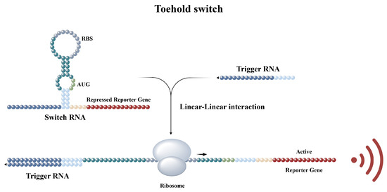 A Novel Approach Using LuxSit-i Enhanced Toehold Switches for the Rapid Detection of Vibrio ...