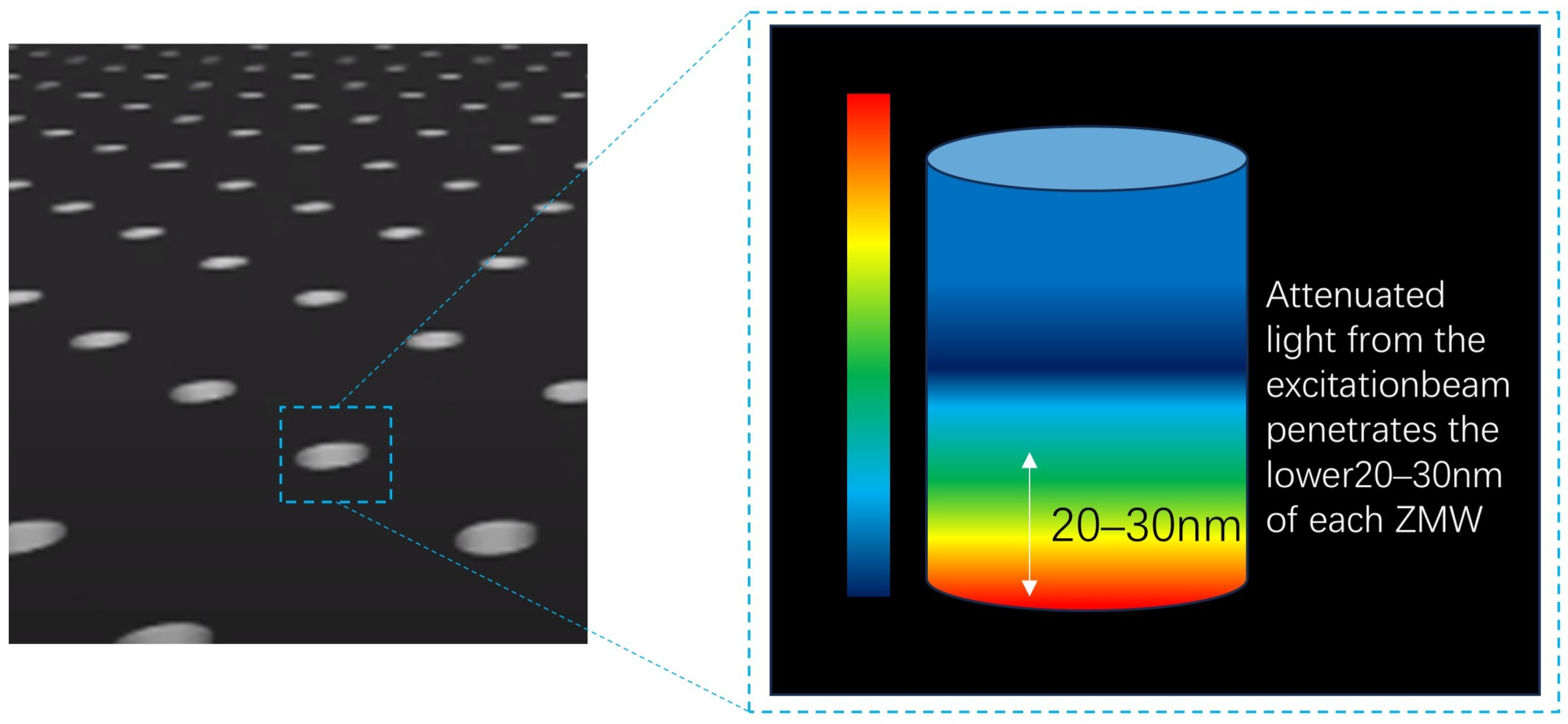 The Research Progress of Single-Molecule Sequencing and Its Significance in Nucleic Acid Metrology
