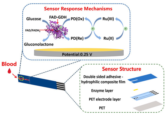 Electrochemical Glucose Sensor Based on Dual Redox Mediators