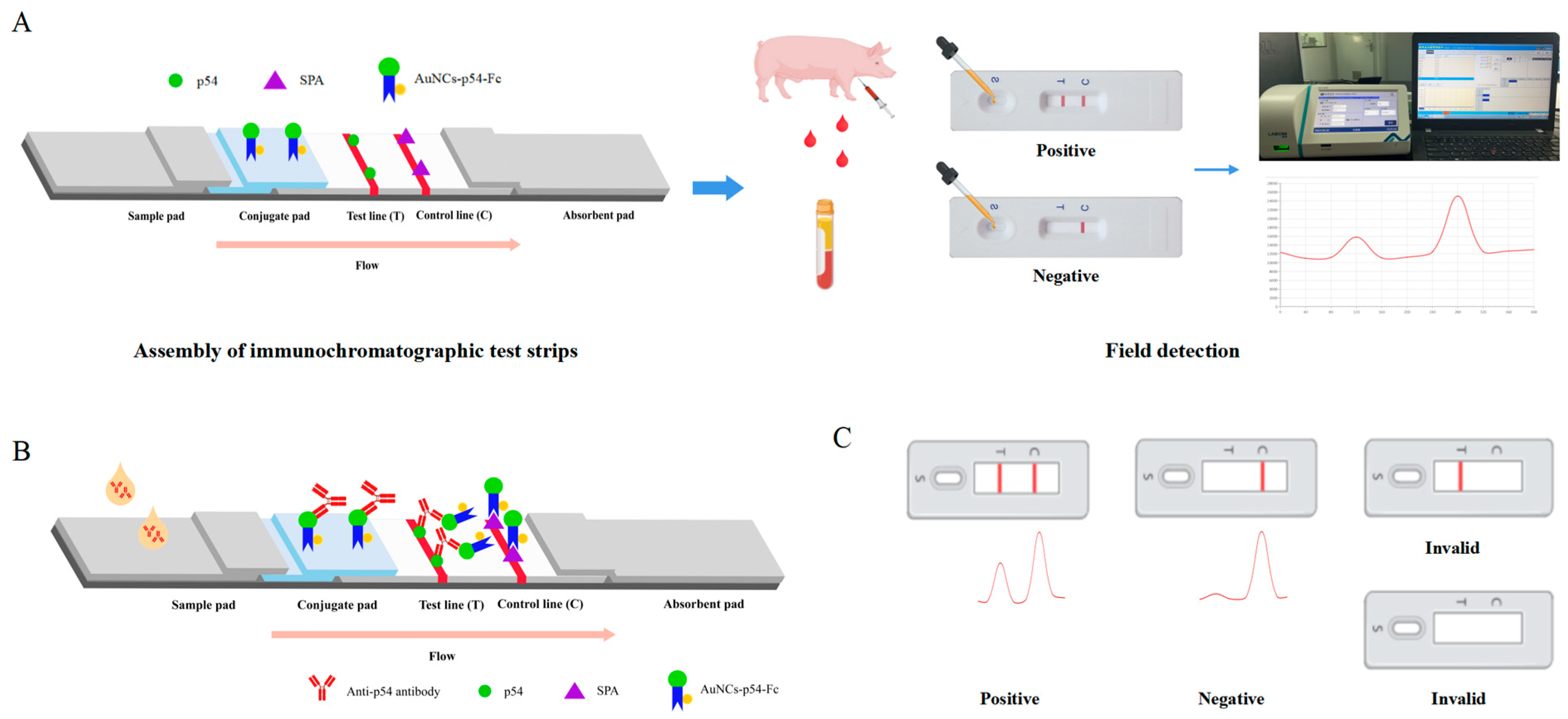 p54-Fc-Labeled Gold Nanoparticle-Based Lateral Flow Strip-Assisted ...