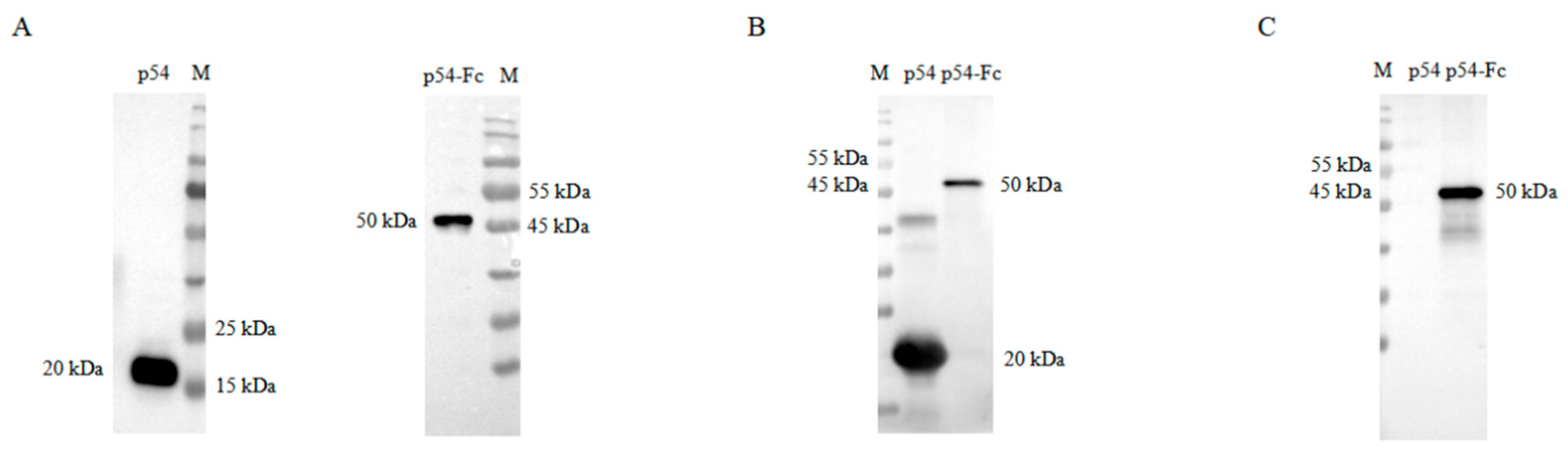 p54-Fc-Labeled Gold Nanoparticle-Based Lateral Flow Strip-Assisted Portable Devices for Rapid ...