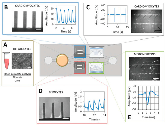 Recent Progress in PDMS-Based Microfluidics Toward Integrated Organ-on ...