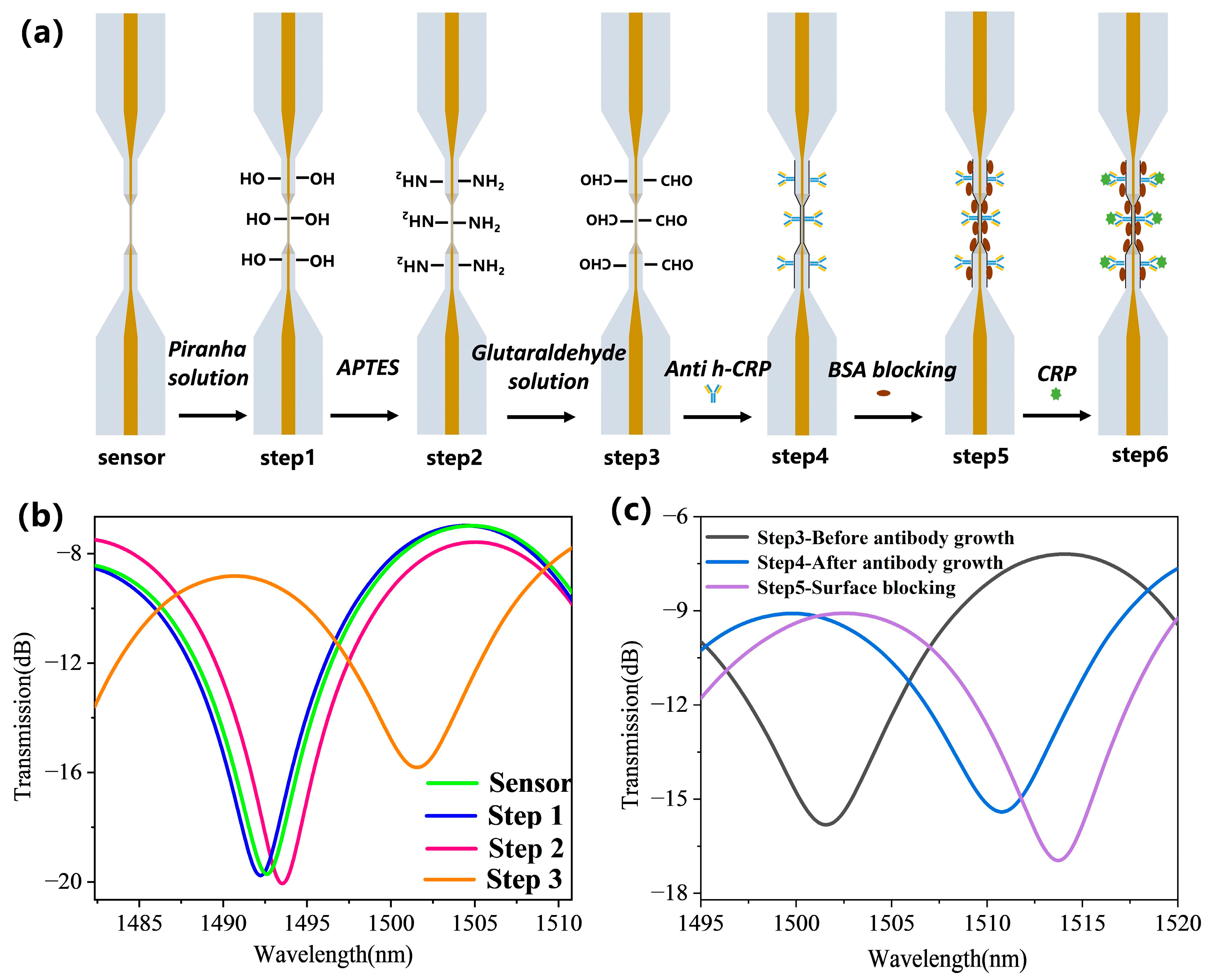 Enhanced Sensitivity Mach Zehnder Interferometer Based Tapered In Tapered Fiber Optic Biosensor