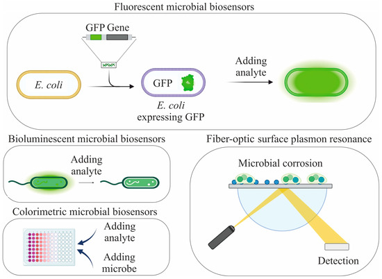 Whole Cells of Microorganisms—A Powerful Bioanalytical Tool for ...