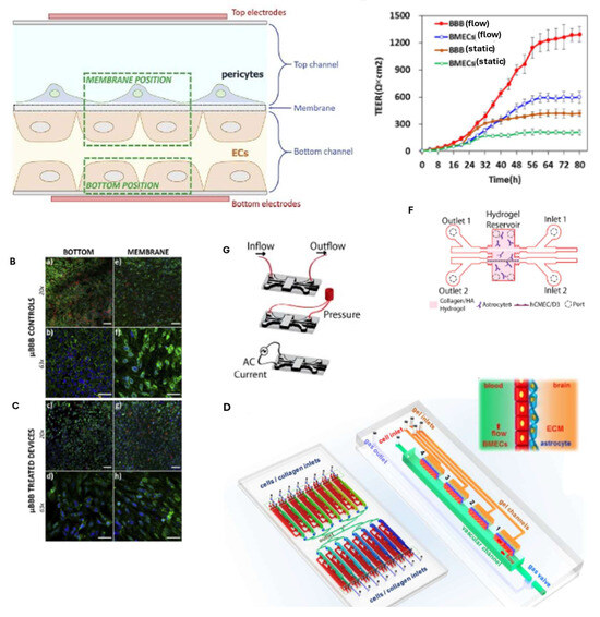 Biological Barrier Models-on-Chips: A Novel Tool for Disease Research ...