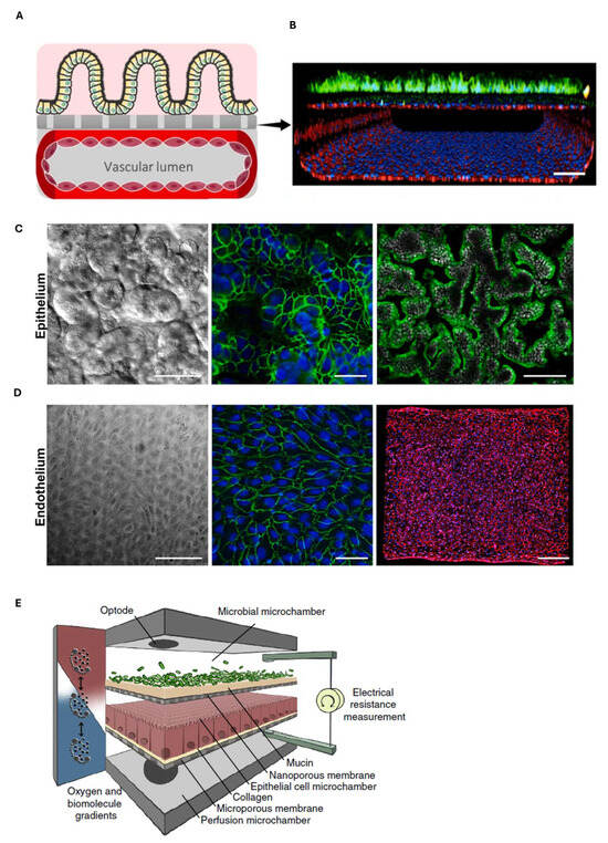 Biological Barrier Models-on-Chips: A Novel Tool for Disease Research ...