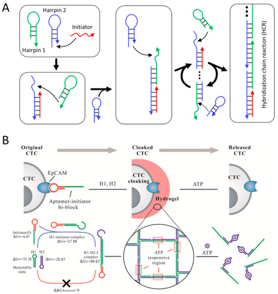Stimuli-Responsive DNA Hydrogel Design Strategies for Biomedical Applications
