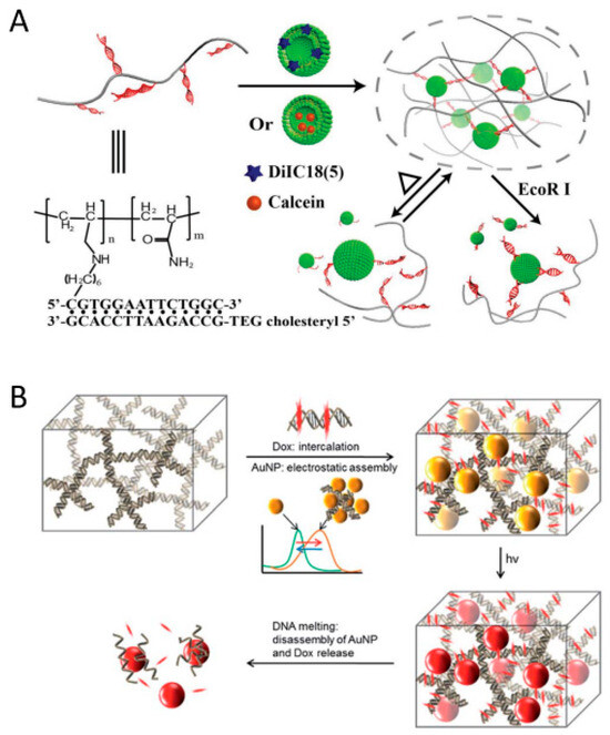 Stimuli-Responsive DNA Hydrogel Design Strategies for Biomedical ...
