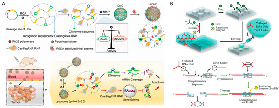 Stimuli-Responsive DNA Hydrogel Design Strategies for Biomedical ...