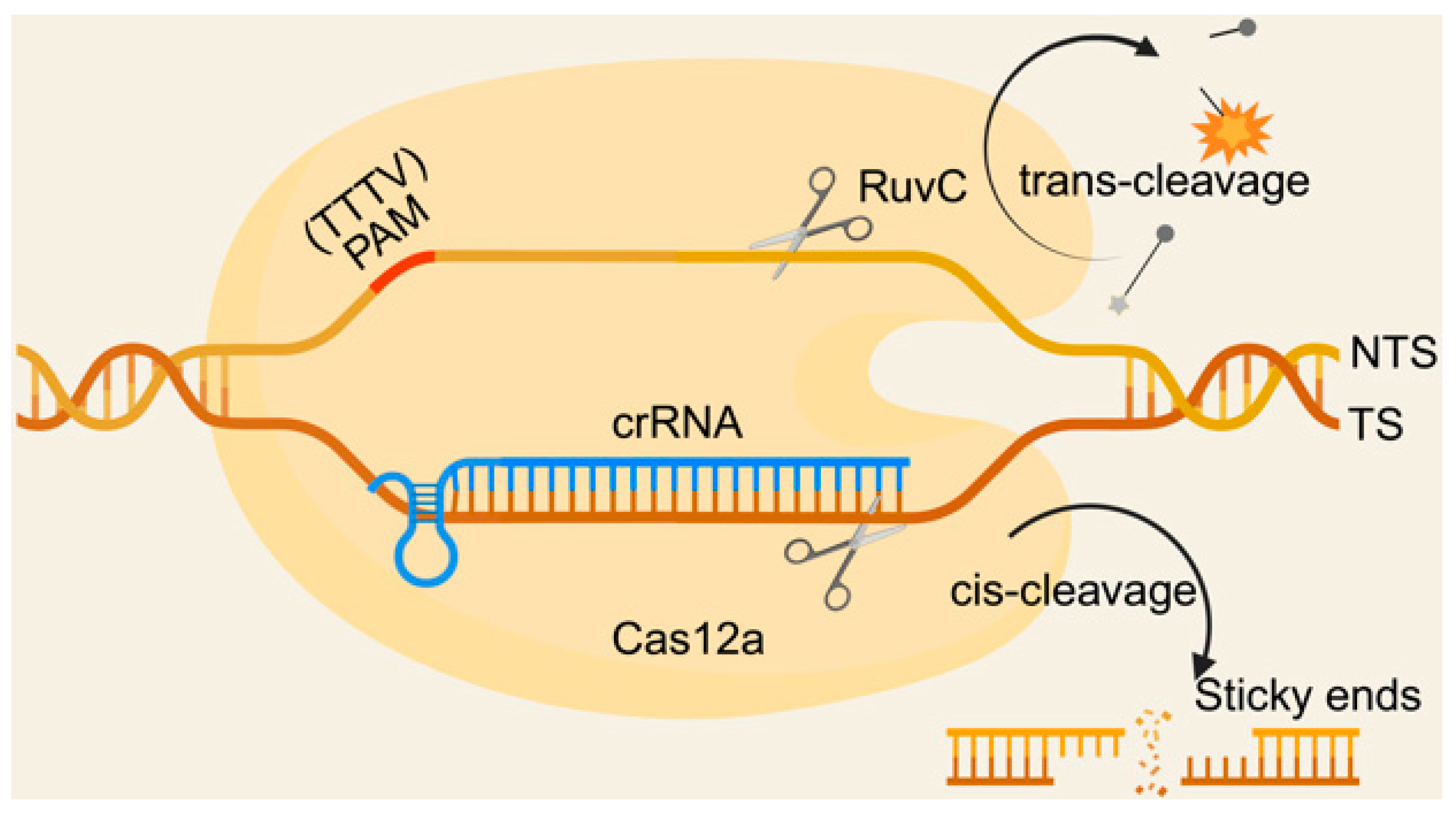 CRISPR/Cas12a-Based Biosensing: Advances in Mechanisms and Applications for Nucleic Acid Detection