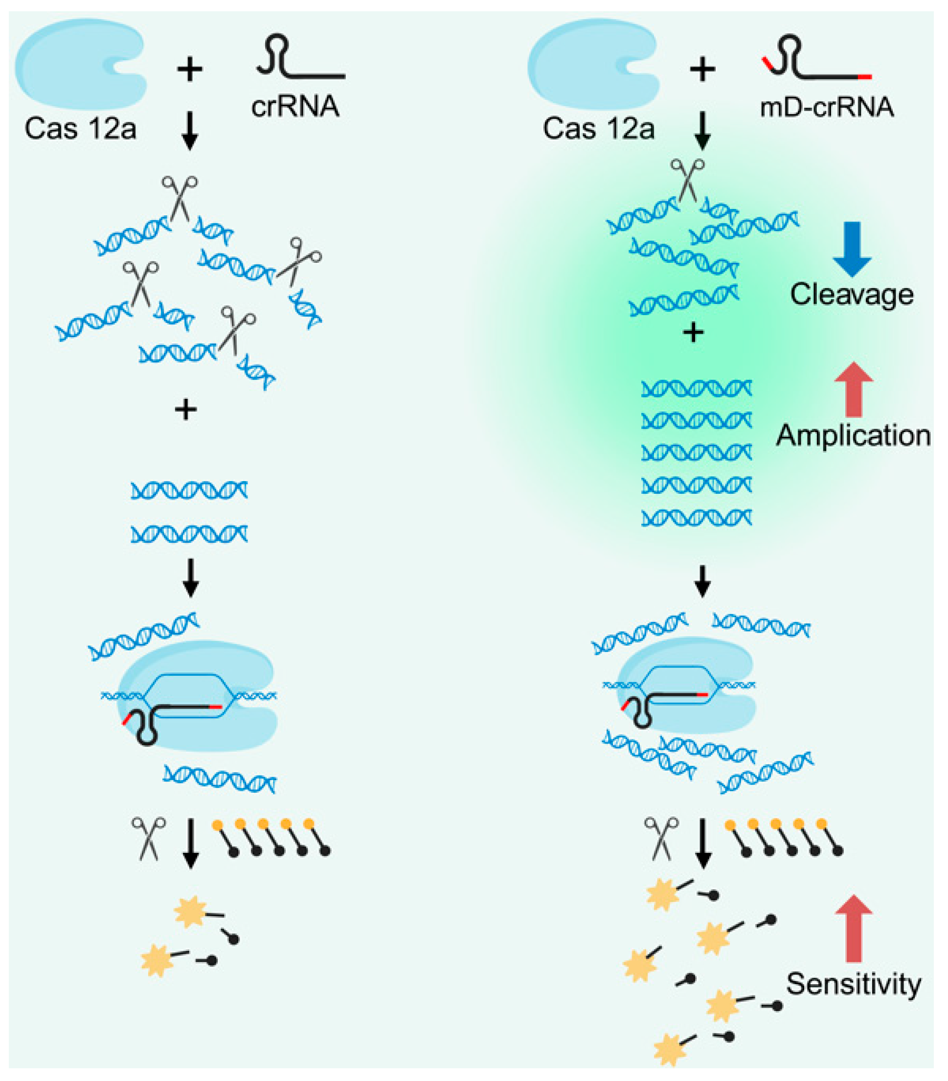 CRISPR/Cas12a-Based Biosensing: Advances in Mechanisms and Applications for Nucleic Acid Detection