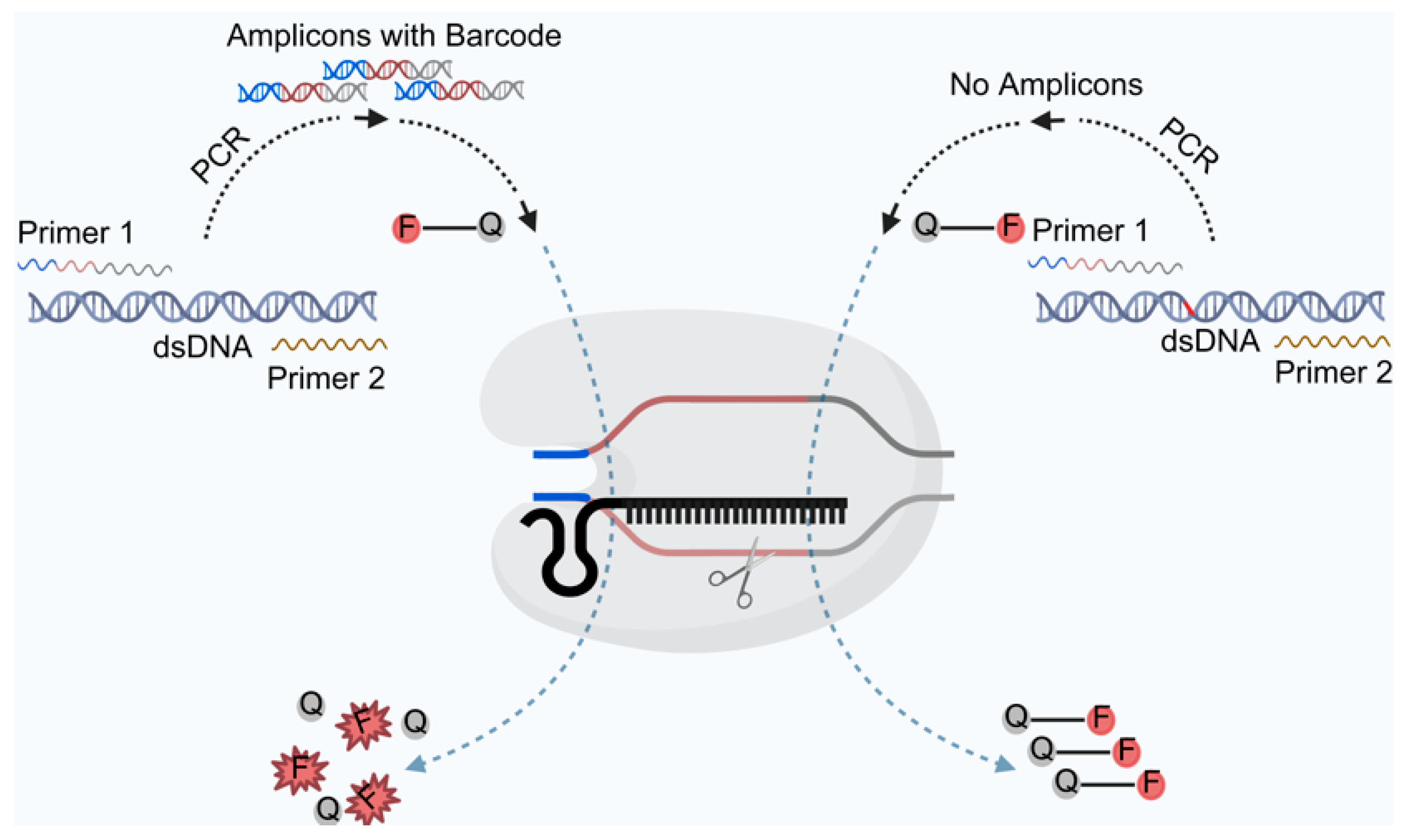 CRISPR/Cas12a-Based Biosensing: Advances in Mechanisms and Applications for Nucleic Acid Detection
