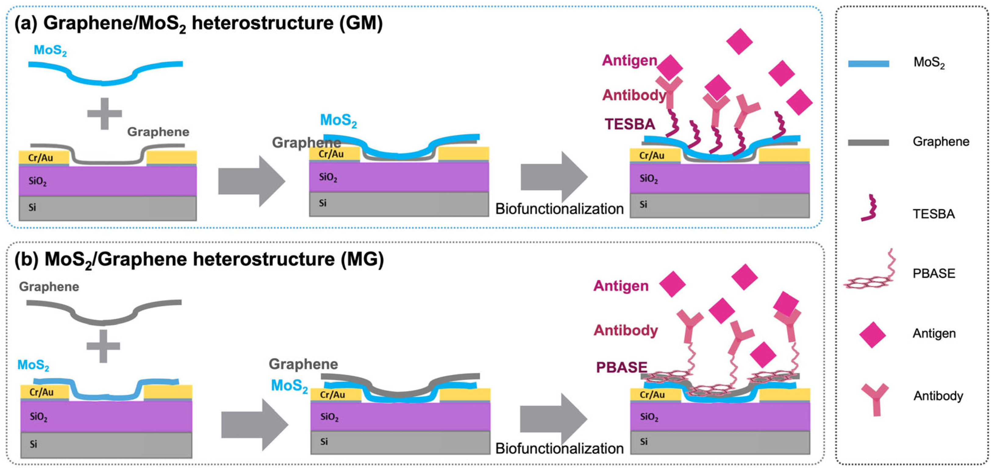 Biological Sensing Using Vertical MoS2-Graphene Heterostructure-Based Field-Effect Transistor ...