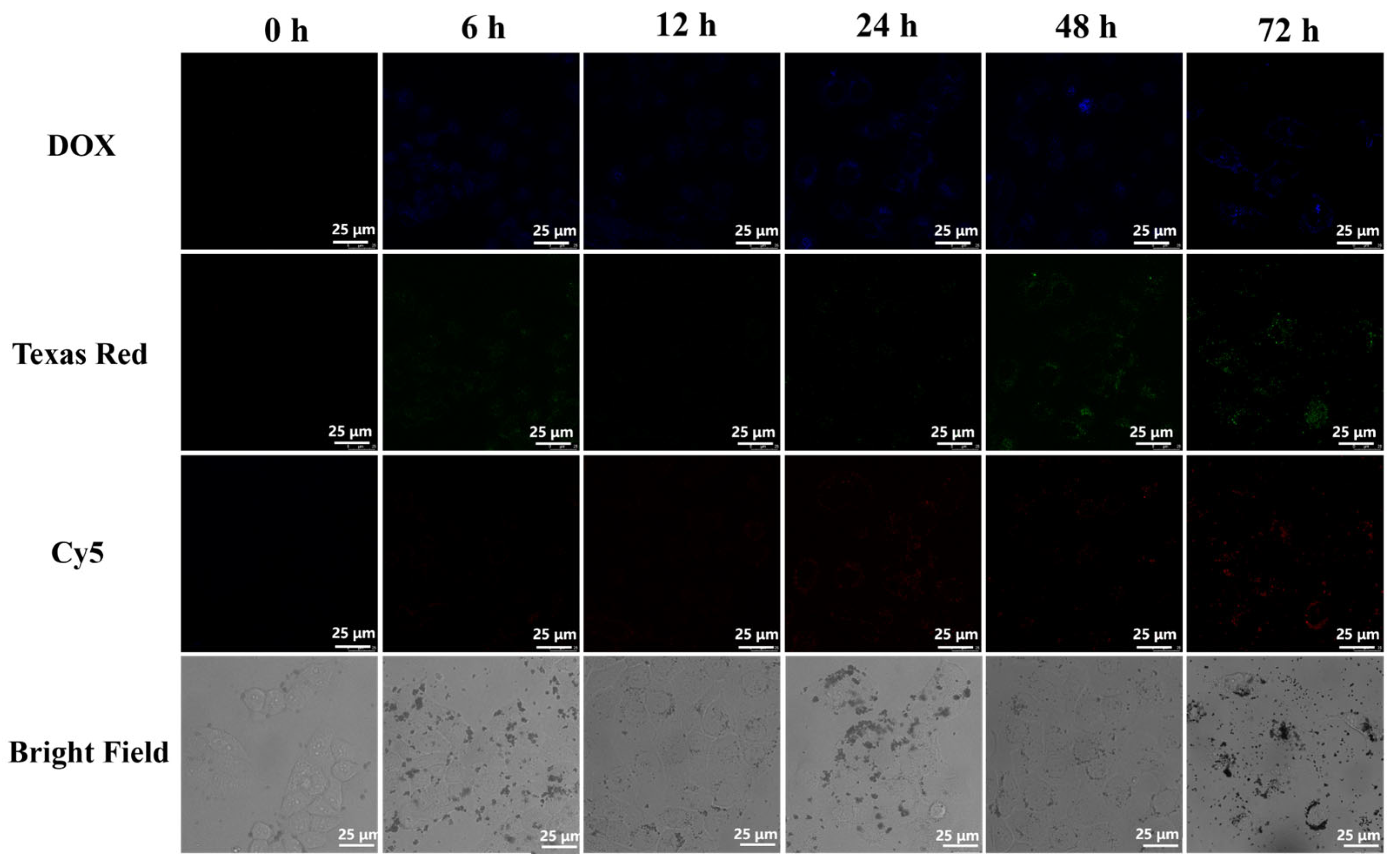 A Smart Nanoprobe for Visually Investigating the Activation Effect of ...