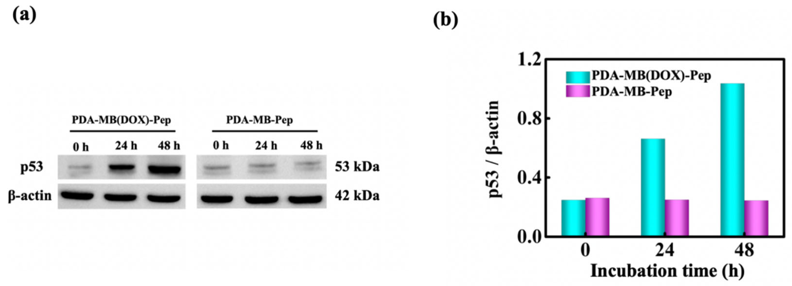 A Smart Nanoprobe for Visually Investigating the Activation Effect of ...