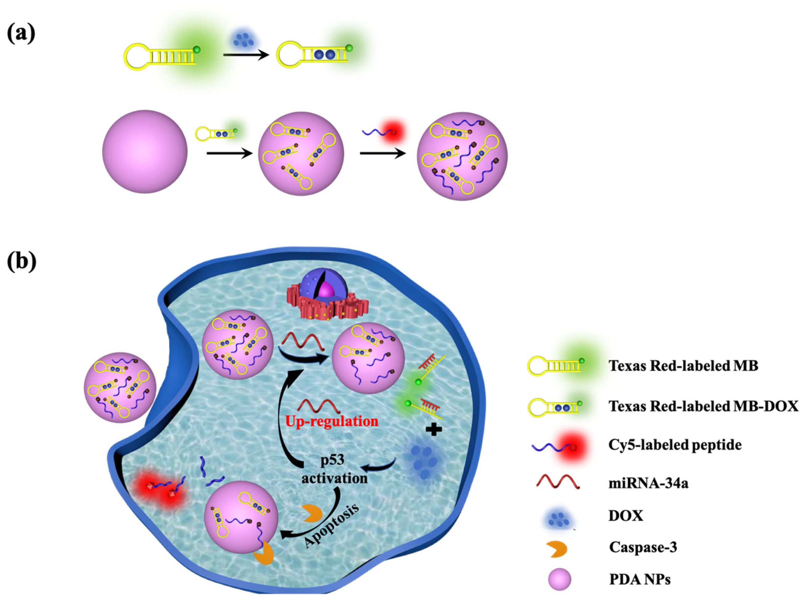 A Smart Nanoprobe for Visually Investigating the Activation Effect of ...