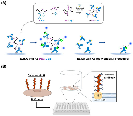 Enhancing ELISA Sensitivity: From Surface Engineering to Synthetic Biology