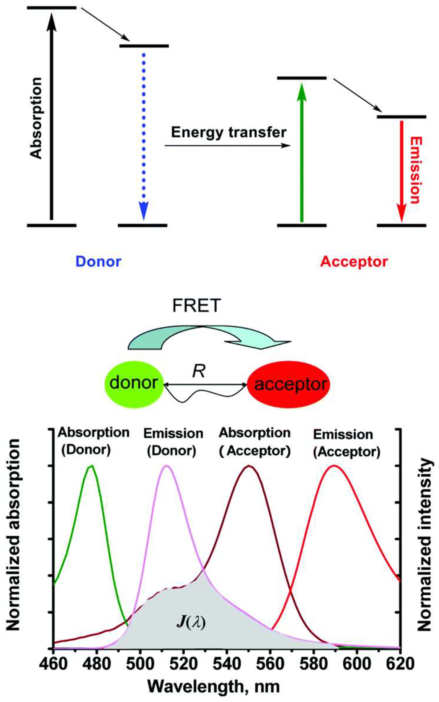 Expanding Horizons in Advancements of FRET Biosensing Technologies