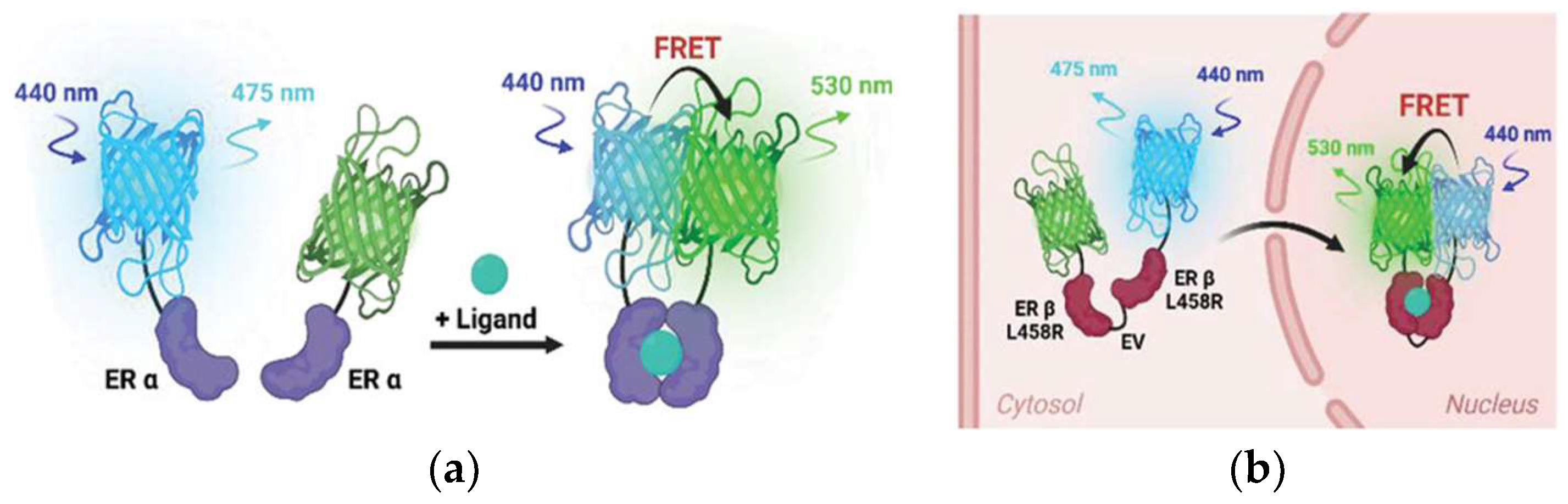 Expanding Horizons in Advancements of FRET Biosensing Technologies