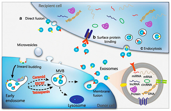 Cutting-Edge Sensor Technologies for Exosome Detection: Reviewing Role of Antibodies and Aptamers