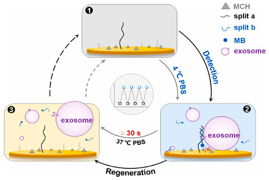 Cutting-Edge Sensor Technologies for Exosome Detection: Reviewing Role of Antibodies and Aptamers