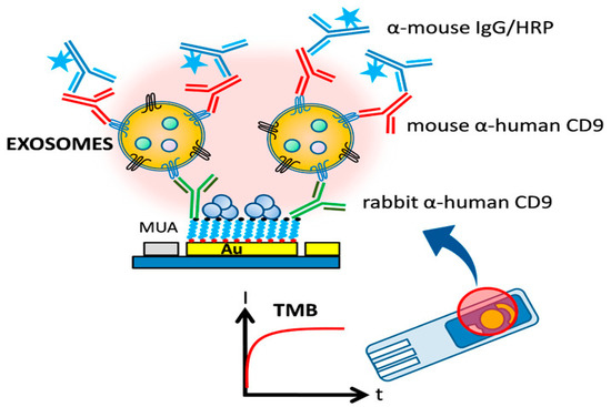 Cutting-Edge Sensor Technologies for Exosome Detection: Reviewing Role of Antibodies and Aptamers