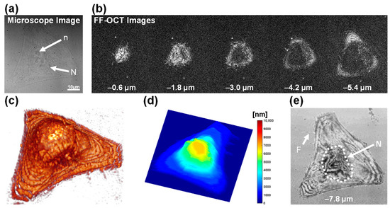 High-Resolution Imaging of Morphological Changes Associated with ...