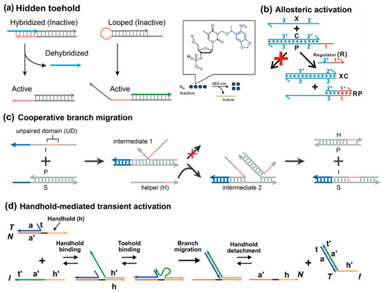 Kinetics and Activation Strategies in Toehold-Mediated and Toehold-Free ...