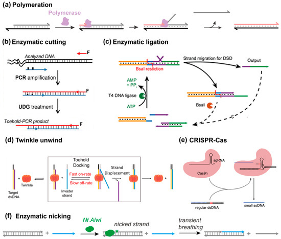 Kinetics and Activation Strategies in Toehold-Mediated and Toehold-Free ...