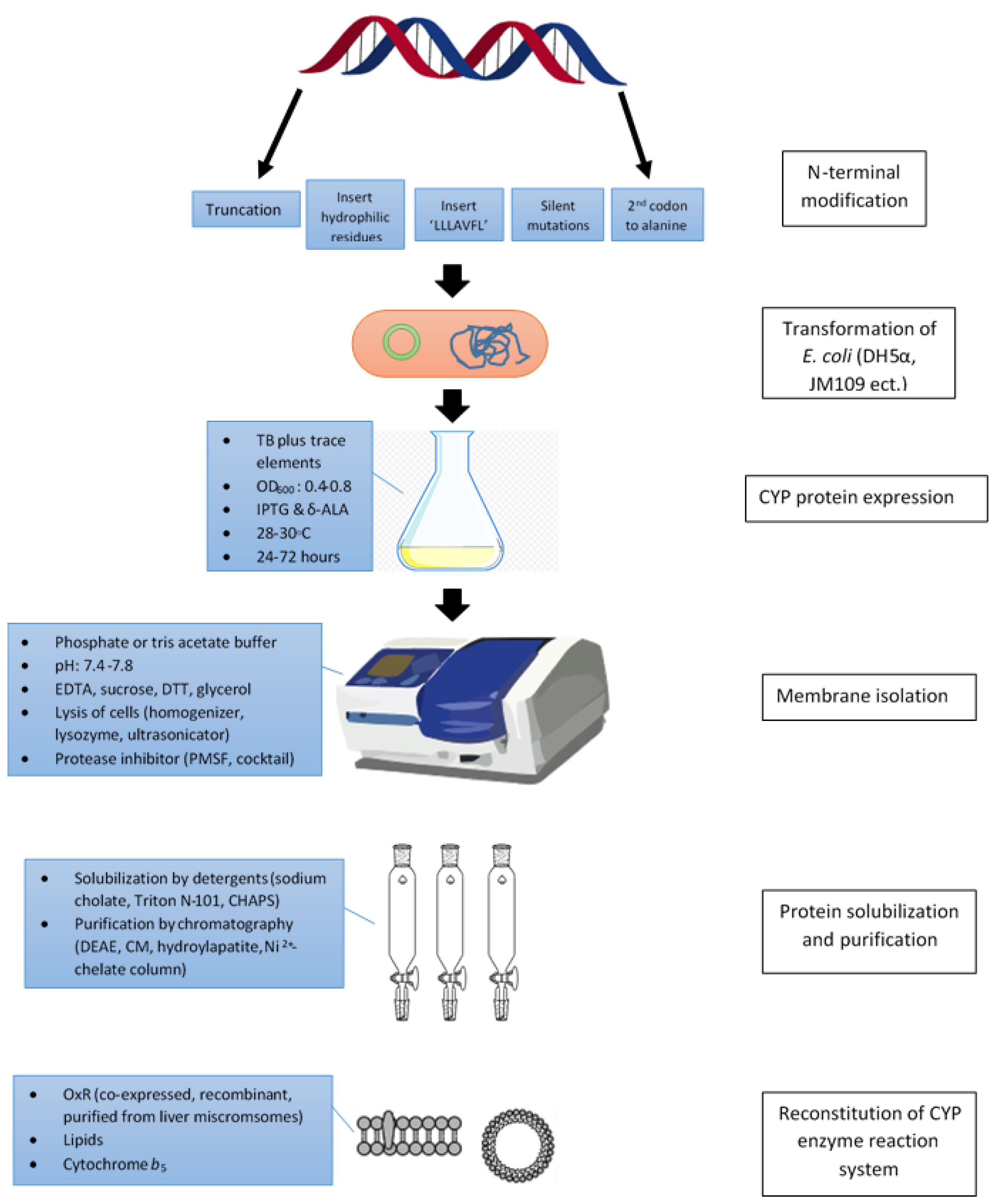 Heterologous Expression of Recombinant Human Cytochrome P450 (CYP) in Escherichia coli: N ...