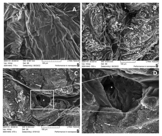 A Thermostable Lipase Isolated from Brevibacillus thermoruber Strain 7 Degrades Ɛ-Polycaprolactone