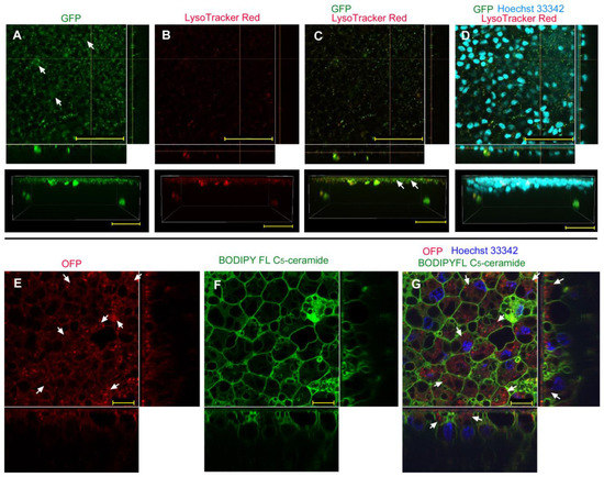 Protein Delivery to Insect Epithelial Cells In Vivo: Potential ...