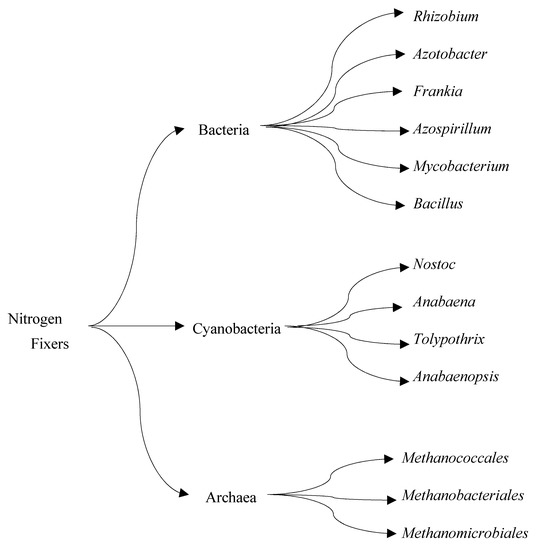 BioTech | Free Full-Text | Trends in Biological Ammonia Production