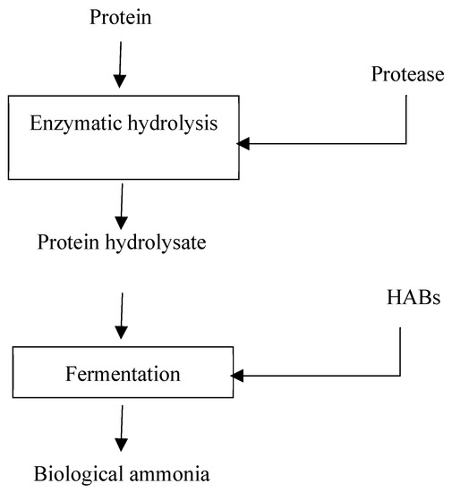 Trends in Biological Ammonia Production