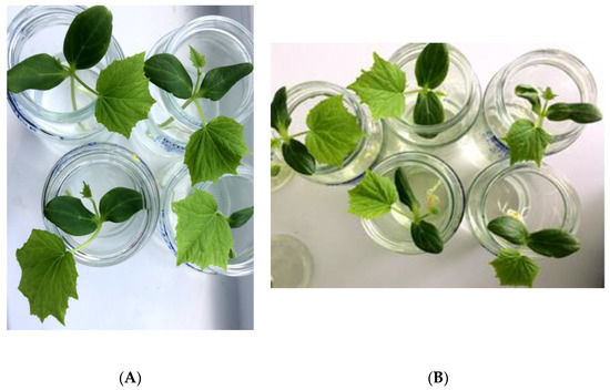 Application of Chlorella vulgaris Beijerinck as a Biostimulant for ...