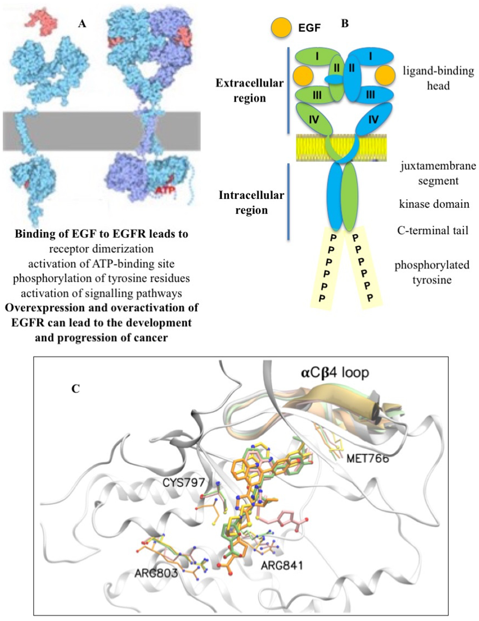 Targeted Strategies for Degradation of Key Transmembrane Proteins in Cancer