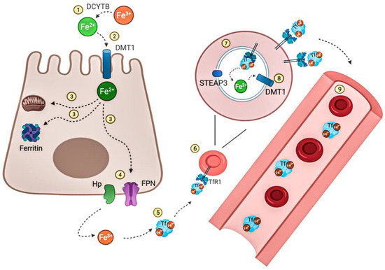 Synthesis and Biological Activities of Some Metal Complexes of Peptides ...