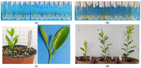 The Elimination of Viroids through In Vitro Thermotherapy and a ...