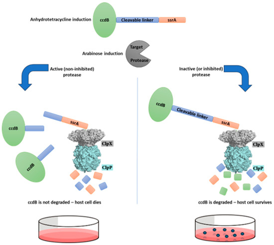 Towards a Survival-Based Cellular Assay for the Selection of Protease ...