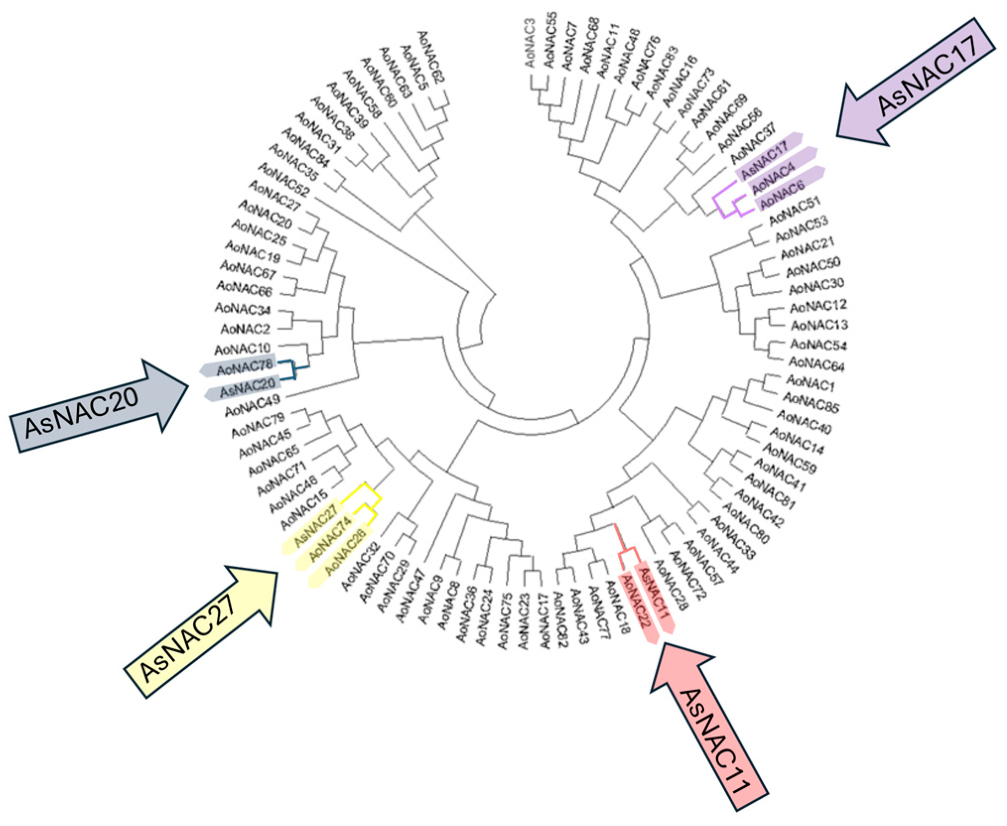 AsNAC Genes: Response to High Mercury Concentrations in Allium sativum ...