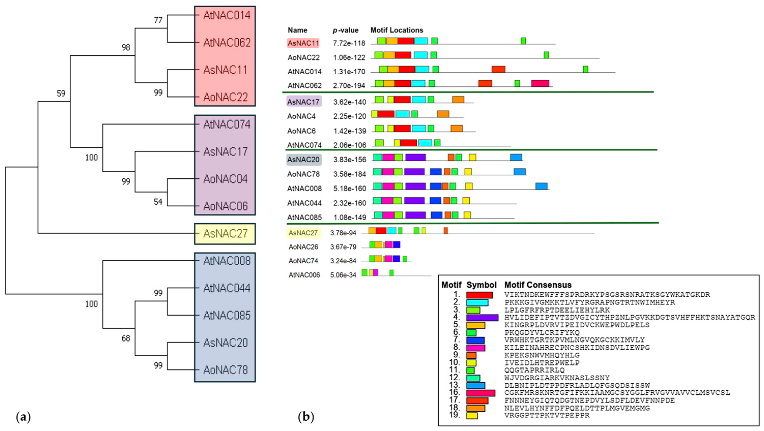 AsNAC Genes: Response to High Mercury Concentrations in Allium sativum ...