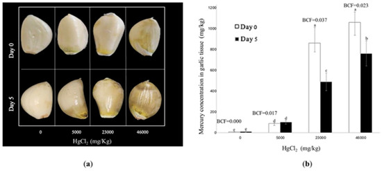AsNAC Genes: Response to High Mercury Concentrations in Allium sativum ...