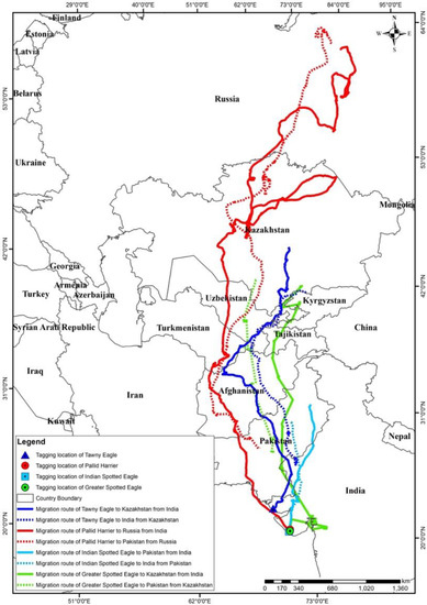 Home Ranges and Migration Routes of Four Threatened Raptors in Central ...