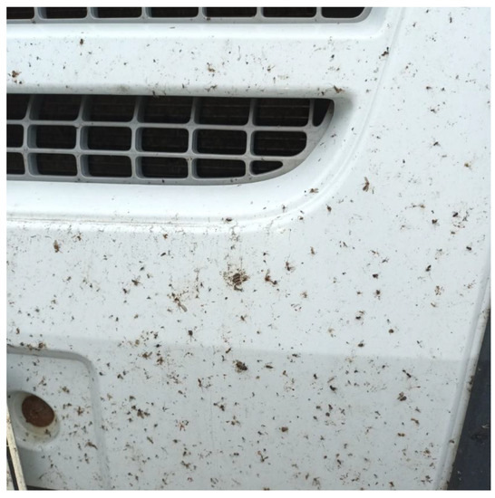 Urban Birds Using Insects on Front Panels of Cars