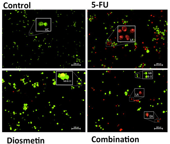 Synergistic Effects of 5-Fluorouracil in Combination with Diosmetin in Colorectal Cancer Cells