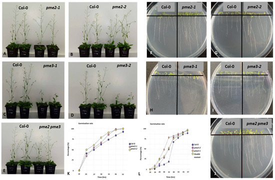 The Role of PME2 and PME3 in Arabidopsis Stomatal Development and ...
