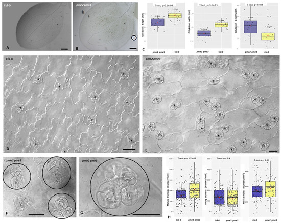 The Role of PME2 and PME3 in Arabidopsis Stomatal Development and ...