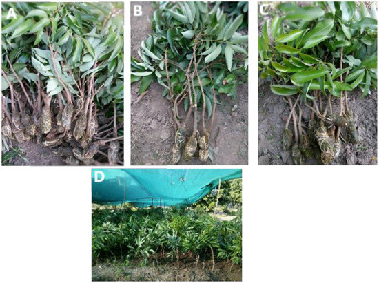 Biological Amendments Improved Survival, Growth Traits, and Microbial ...